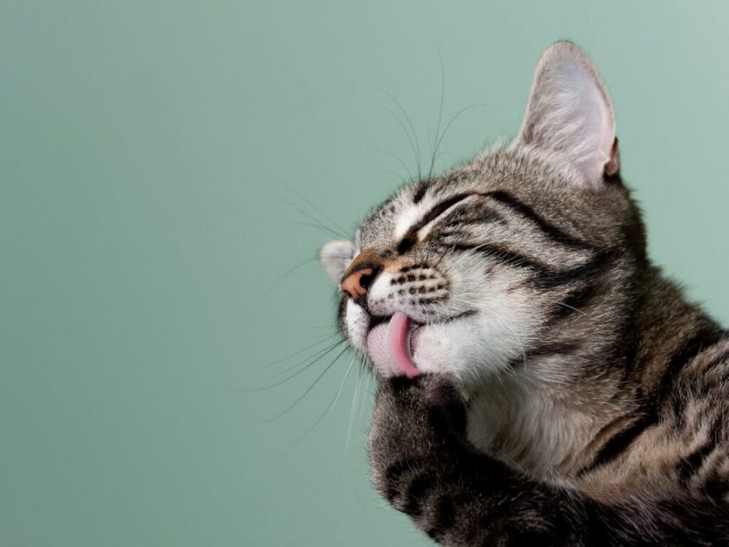 5 maneras de saber que un gato está estresado - Mundo del Gato | Solo ...
