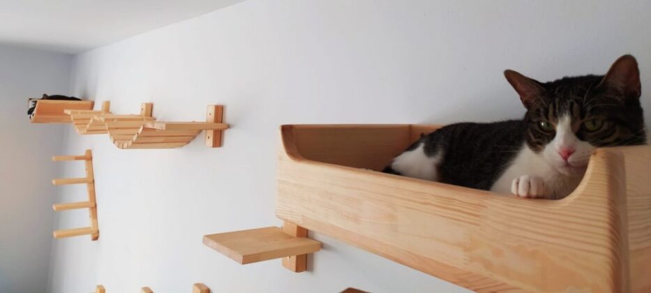 5 maneras en las que puedes amar a tu gato y no conocías - Mundo del ...